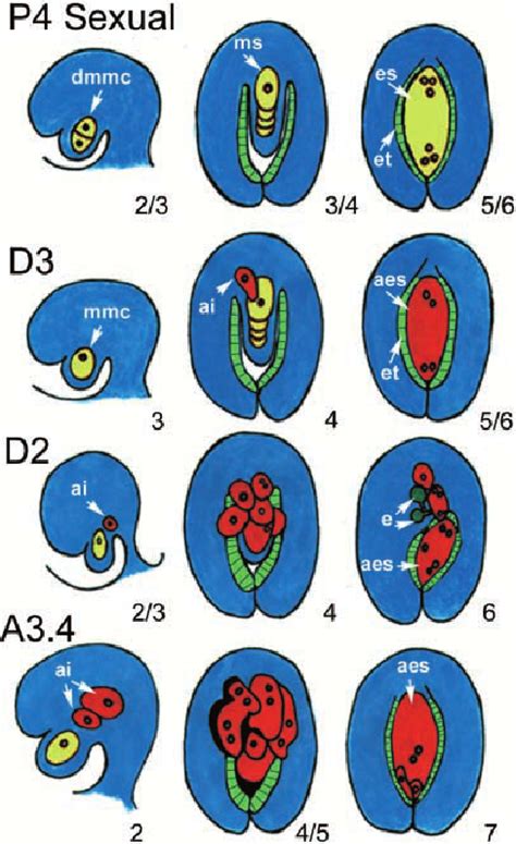 Reproduction In Sexual And Apomictic Hieracium The Events Spanning Download Scientific