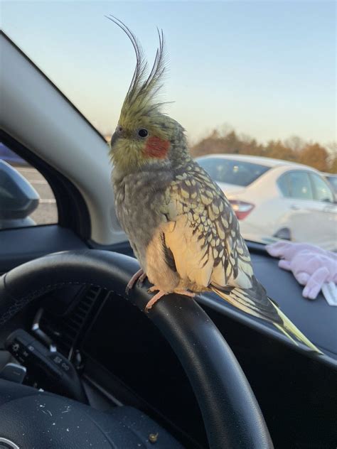 Fuchsiii On Twitter Rt Miso Tiel Dashbirb