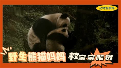 野生熊猫妈妈教宝宝爬树，可宝宝根本不愿意学，一直往旁边跑；妈妈也不惯着它，直接抱到树上去，最后宝宝也是无可奈何，开始往树上爬 Youtube