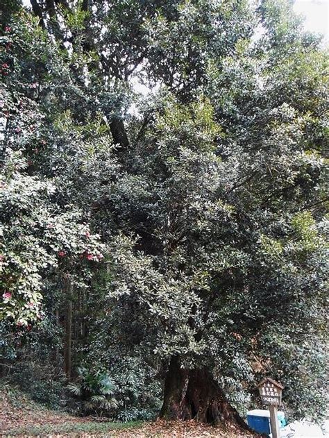 喜久沢のツクバネガシの写真鹿沼市樹木