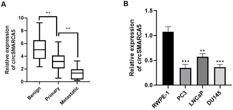 Aging A Circular RNA CircSMARCA5 Inhibits Prostate Cancer Proliferative Migrative And