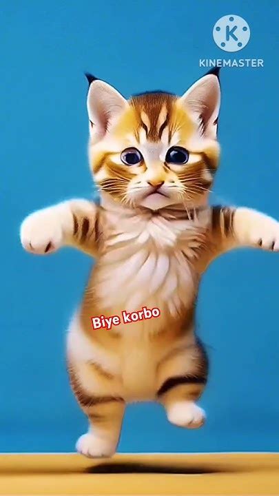 Vison Khusi Cute Cat Cutecat Trendingshorts Shortvideo Shortsfeed Funny Sorts Youtube