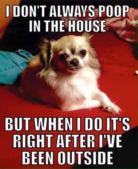 20 Chihuahua Memes That Will Make You Laugh Artofit