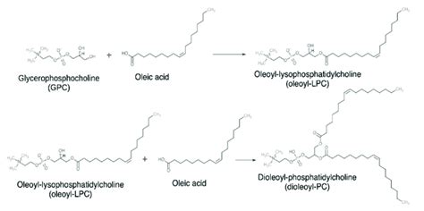 Scheme For Esterification Reaction Of Glycerophosphocholine Gpc With