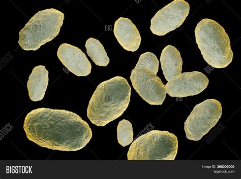 Gram Negative Coccobacillus