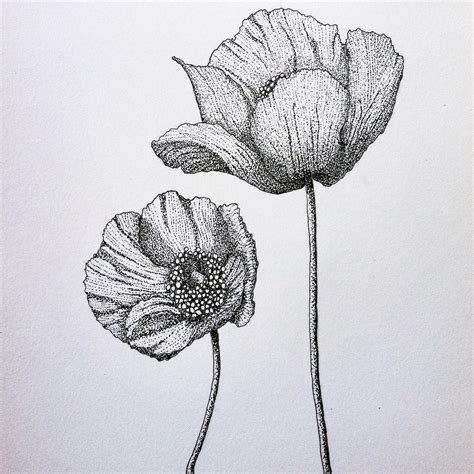 Poppies In Fineliner Pen R Botanicalillustration
