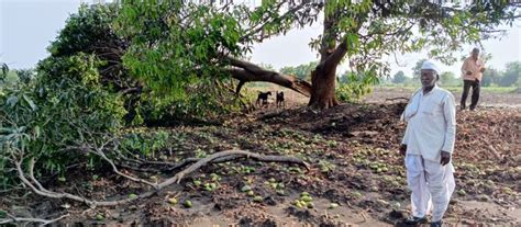 Unseasonal Weather Hits Latur Nanded And Beed One Dead In Ausa Due To