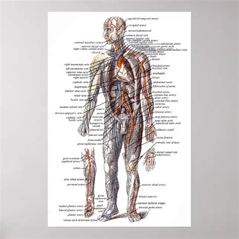 Anatomia Do Corpo Humano Completo🤞 Explore Todos Os Encantos Do Bet365