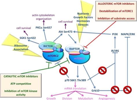 Mtor Can Be Shared By Two Different Complexes Mtorc1 And Mtorc2