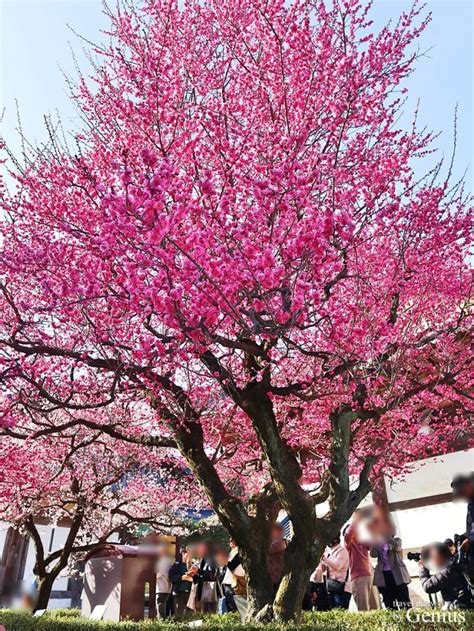 양산 통도사 홍매화 2025년 첫 봄꽃구경 매화 명소 개화시기 네이버 블로그