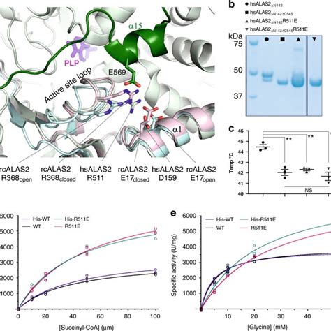 Role Of C Terminal Extension In Structural And Functional Integrity A Download Scientific