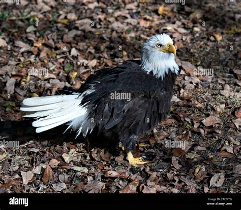 Bald Eagle Bird Close Up Profile View Surrounded By Foliage Background