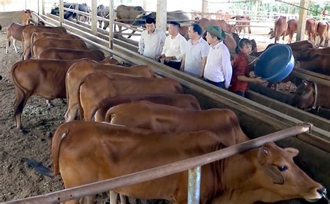 Yên Bái Tăng Cao Sản Lượng Thịt Hơi Xuất Chuồng 2 Tháng đầu Năm