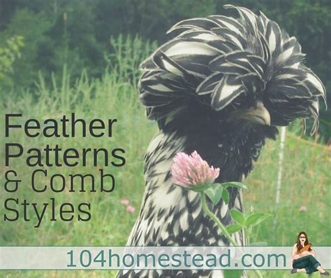 Feather Patterns And Comb Styles Of Chickens