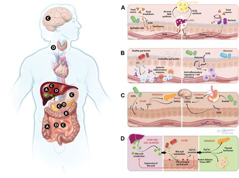 Gut Microbiota And Obesity