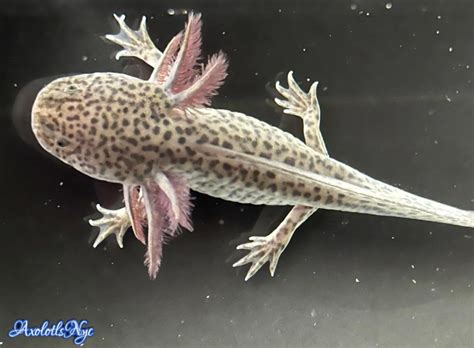 Axanthic Dalmatian Axolotl Axolotls Nyc