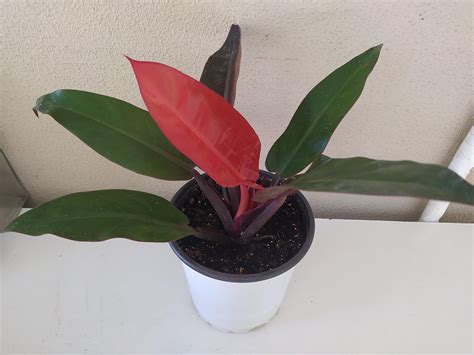 Under The Microscope Vascular Tissue Of Stem Of The Philodendron In