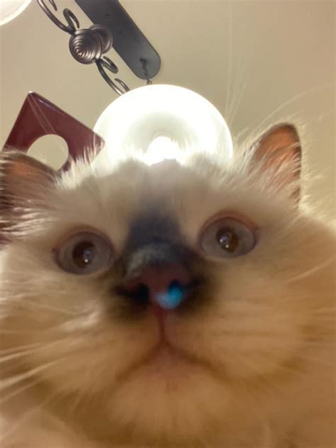 Sammy Is Silly Rragdolls