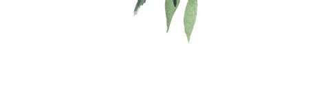 水彩花卉花朵植物素材 包站长