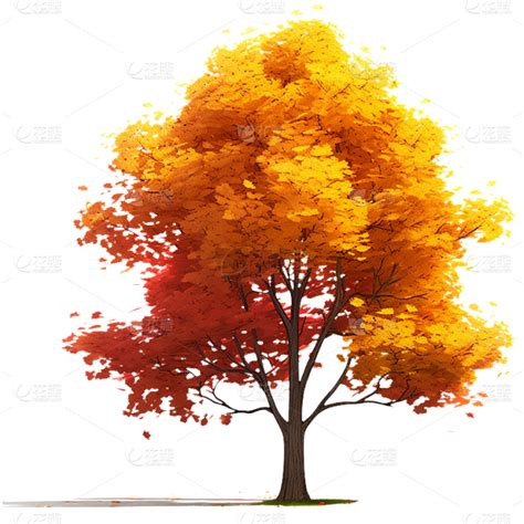 秋季秋天手绘插画植物树木