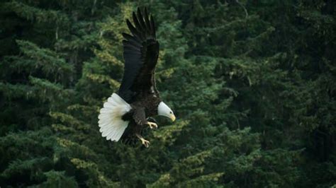 Are Bald Eagles At Risk Of Becoming Endangered Animals Around The Globe