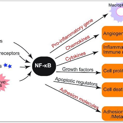 Activation Of Nf κb Signaling In Response To Stimuli Such As
