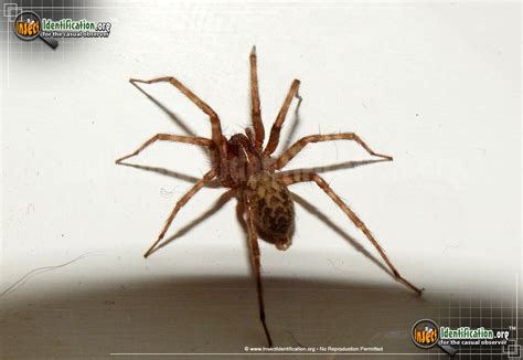 Barn Funnel Weaver Spider