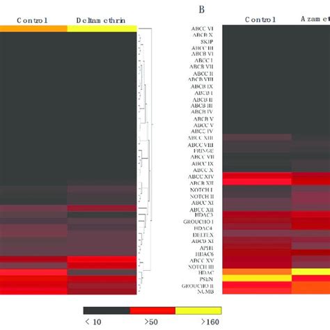 Heat Map Analysis Of NOTCH Signaling Pathway Components Heat Map