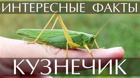 Удивительные факты о кузнечиках: 12 интересных и удивительных фактов о ...