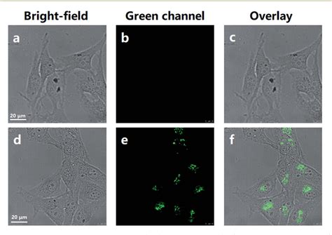 Figure 4 From A Novel Dual Capability Naphthalimide Based Fluorescent