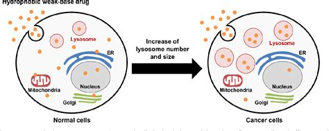 Figure 3 From The Functional Role Of Lysosomes As Drug Resistance In