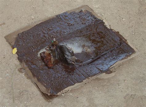File Rat Glue Trap  Wikimedia Commons