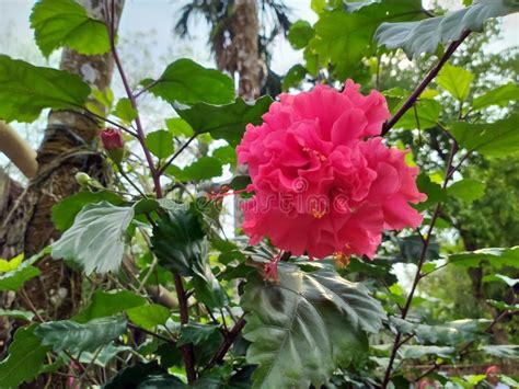 Hibiscus Flower And Green Leaves Stock Image Image Of Bouquet Garden