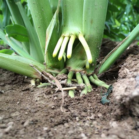 Adventitious Roots On Corn Asparagus Corn Roots Adventitious Roots On Corn Asparagus Corn Roots