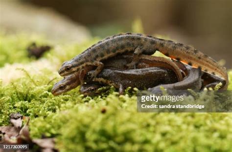 Smooth Newt Uk Photos And Premium High Res Pictures Getty Images