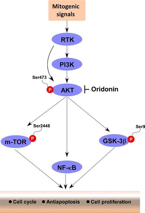 Targeting Akt With Oridonin Inhibits Growth Of Esophageal Squamous Cell