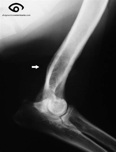 Triángulo De Codman Diagnóstico Veterinario
