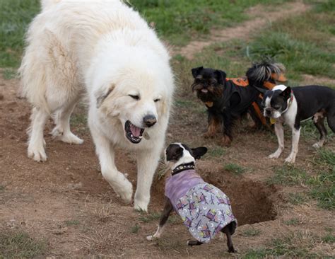 Dominant Behavior In Dogs What It Is And How To Respond To It