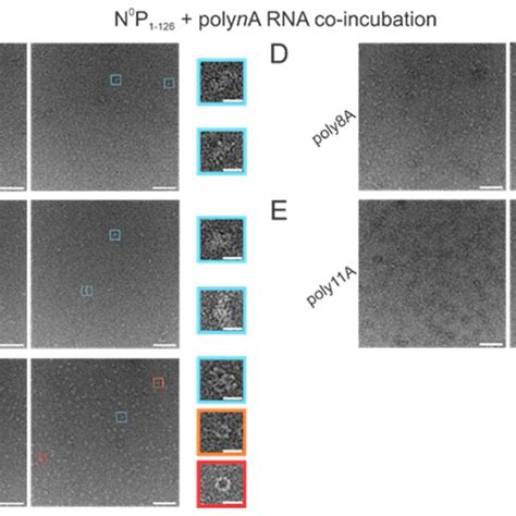 Propensity For N Rna Particle Assembly Increases When Using Polyadenine