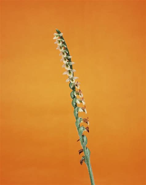 Flora Olbiensis Art Commerce