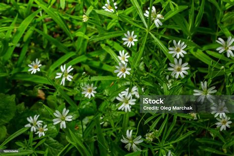스텔라리아 홀로스테아 별꽃 Stellaria Holostea 또는 Echte Sternmiere의 섬세한 숲 꽃 꽃 배경입니다 자연의 녹색 배경에 흰 꽃입니다 봄 숲의 꽃