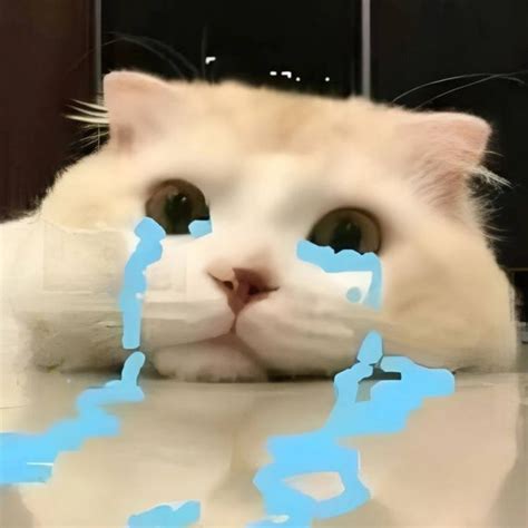 Các Mẫu Meme Mèo Khóc Viral Nhất Cõi Mạng Và điều Thú Vị Phía Sau
