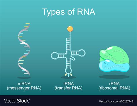 Types Of Rna Royalty Free Vector Image VectorStock