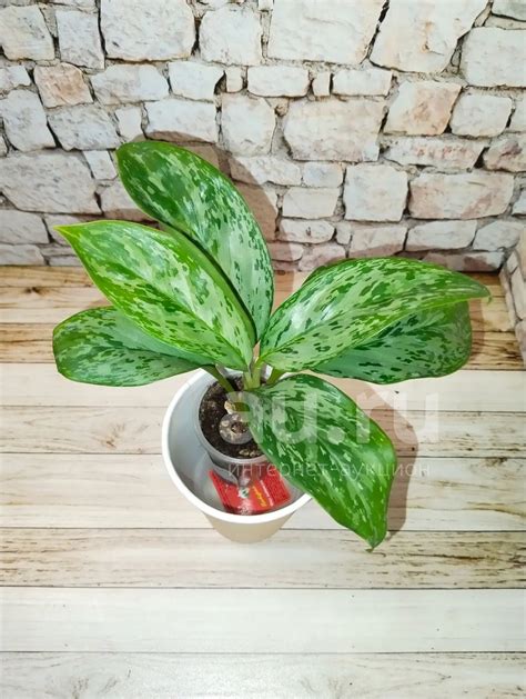 Аглаонема Грин Лайт — купить в Красноярске Горшечные растения и комнатные цветы на интернет