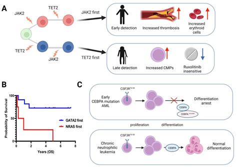 Clonal Evolution And Hierarchy In Myeloid Malignancies Pmc