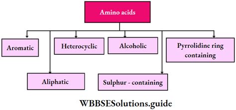 Proteins Structure Functions And Synthesis Notes Wbbse Solutions