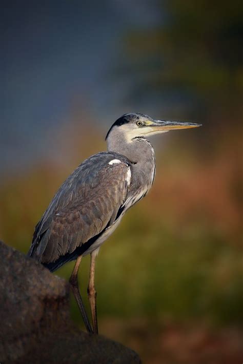 How To Blend Layers In Photoshop Blend Modes Explained