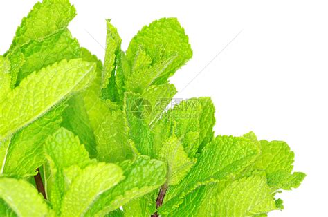 薄荷白色芳香草本健康植物烹饪叶子绿色食谱花园高清图片下载 正版图片321093806 摄图网