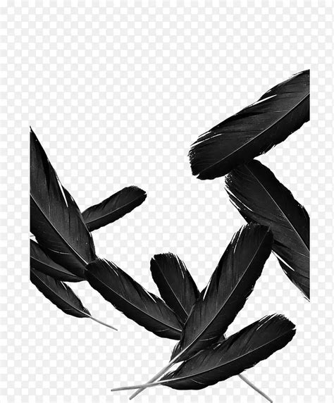 黑色羽毛PNG图片素材下载 图片编号qarevexx 免抠素材网