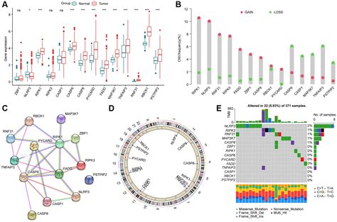 Characteristic Of Molecular Subtypes Based On Panoptosis Related Genes And Experimental